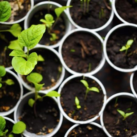 Luxury Garden Rooms Conservatory Craftsmen